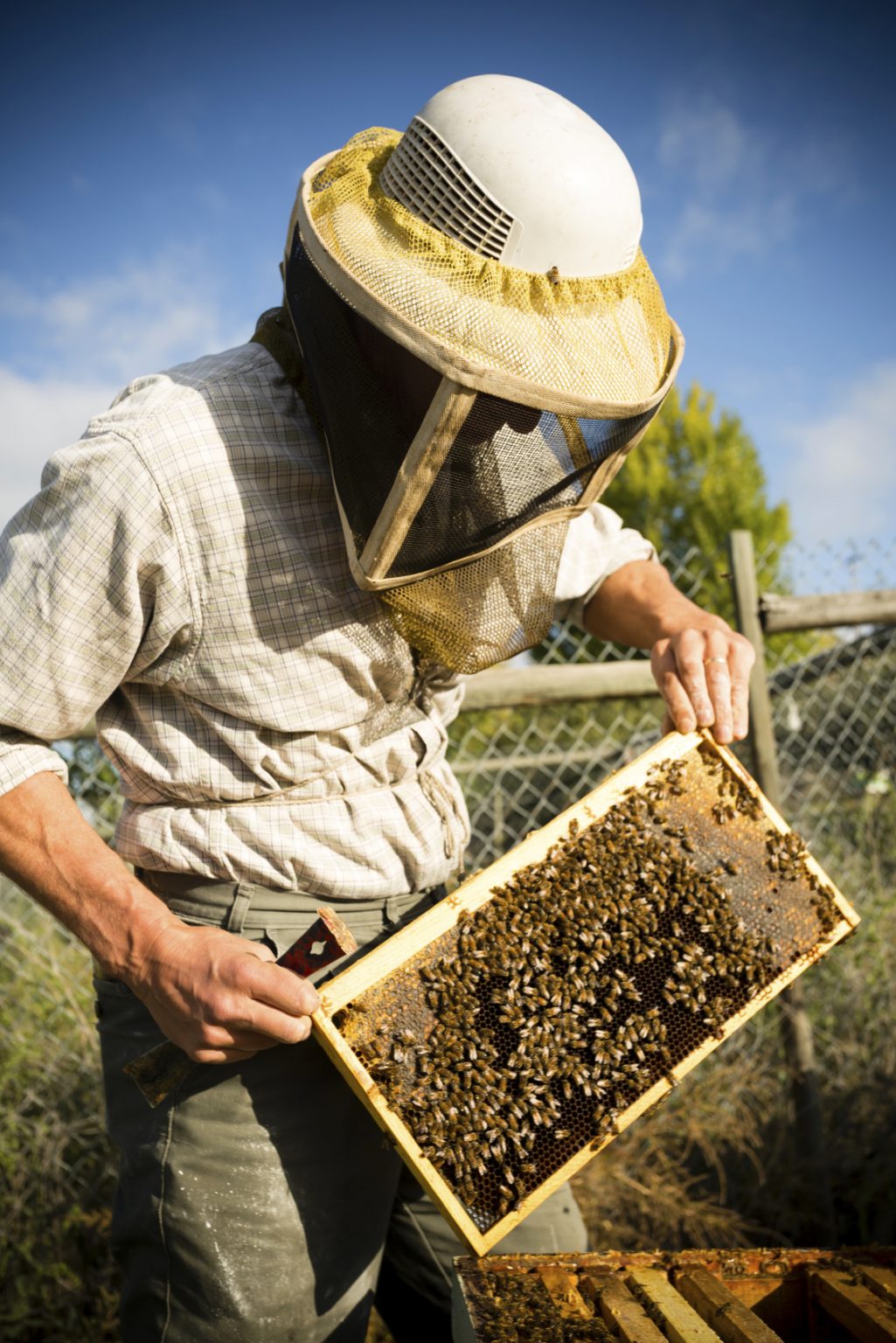 How Disease Can Cause Bee Population Decline - Backyard Beekeeping